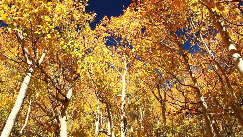 Colorful Aspen Tress, Autumn Fall Stock Footage Video (100% Royalty ...