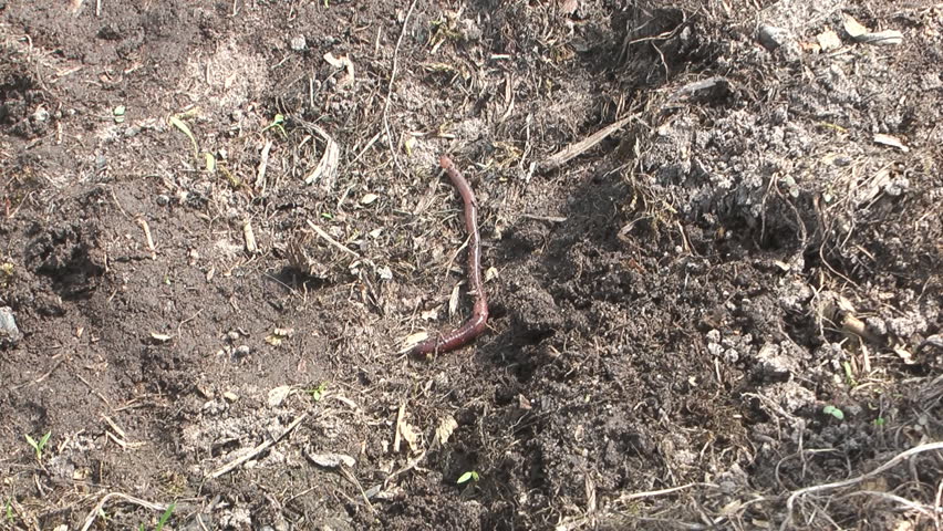 Earthworm Crawling On the Ground. Stock Footage Video (100% Royalty ...