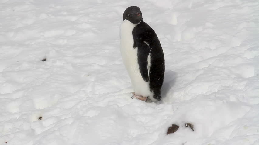 Penguin in the Storm Gentoo Stock Footage Video (100% Royalty-free ...