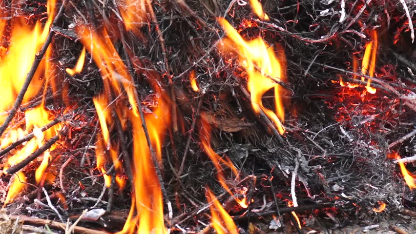 Burning Little Twigs. Video Close Up Footage Of Burning Twigs And Fire ...