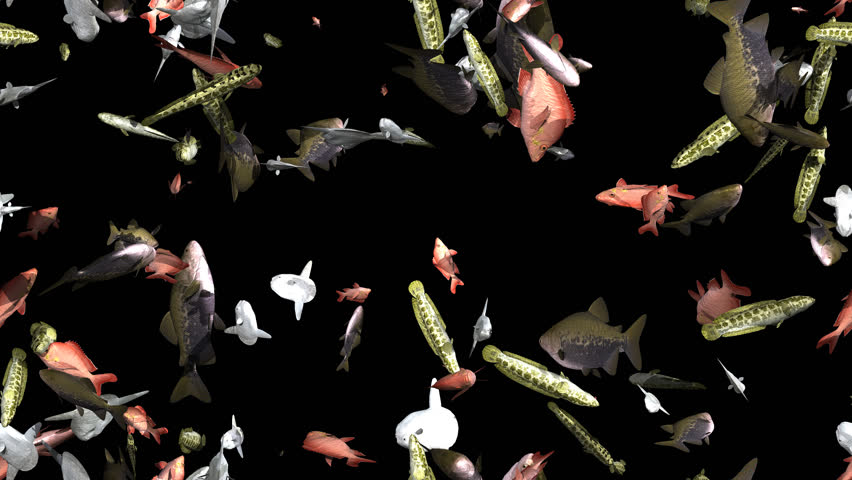 Multiple Fish Rotating, Seamless Looping Computer Generated Animation ...