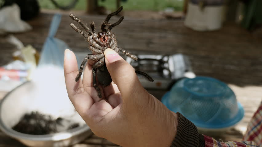 Woman Killing Tarantula Before Cooking Stock Footage Video (100% ...