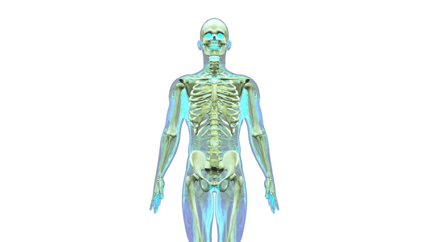 Human Body And Internal Organs In Loop Rotation Stockvideos ...