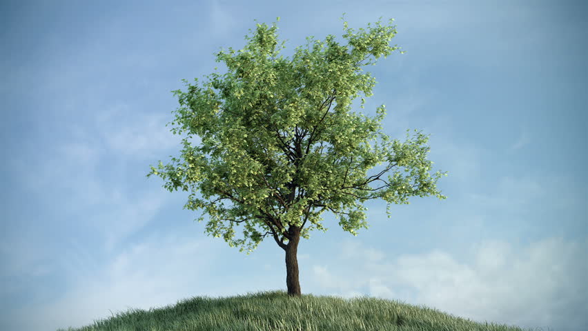 Hill full of trees image - Free stock photo - Public Domain photo - CC0 ...