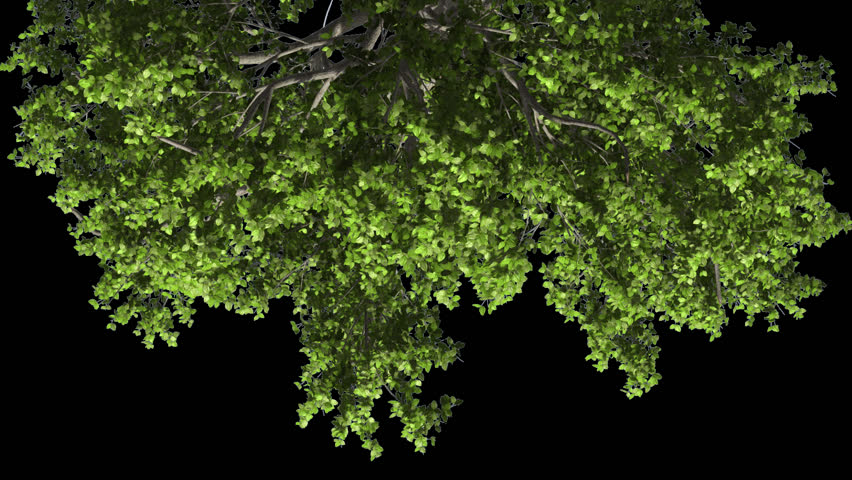 Broadleaf, Chromakey, Isolated Tree, Chroma Key, Alfa, Alfa Channel ...