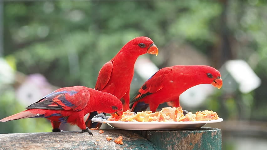 Cute Red Parrot Bird Eating Stock Footage Video (100% Royalty-free ...