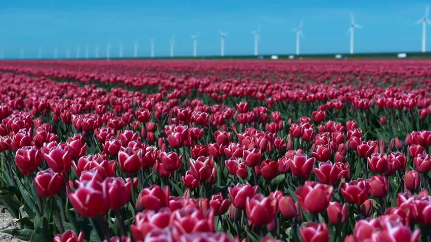 Farm And Floral Beauty With Tulips And Flowers In Fields, Lisse ...