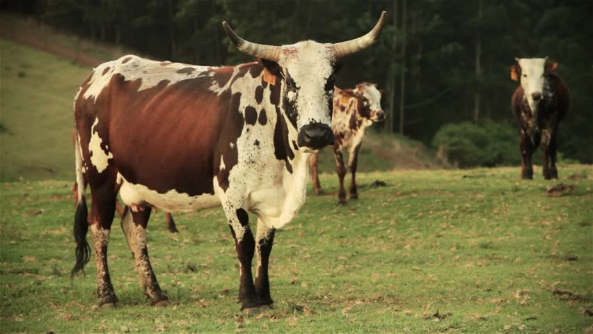 Stock Video Clip of Nguni cow portrait | Shutterstock