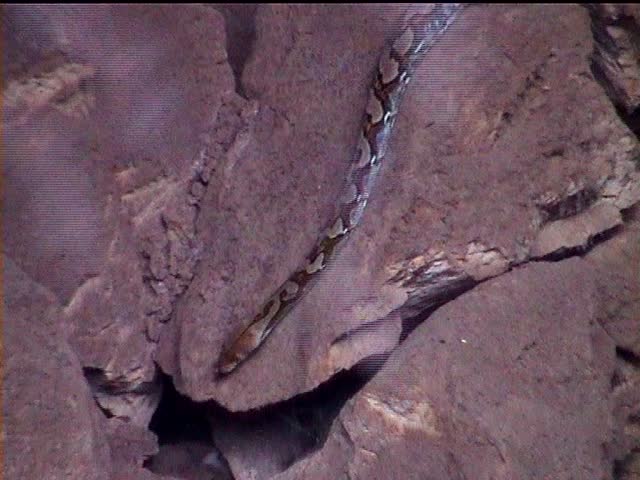 Reticulated Python In A Bat Cave In Thailand Stock Footage Video 126244 ...