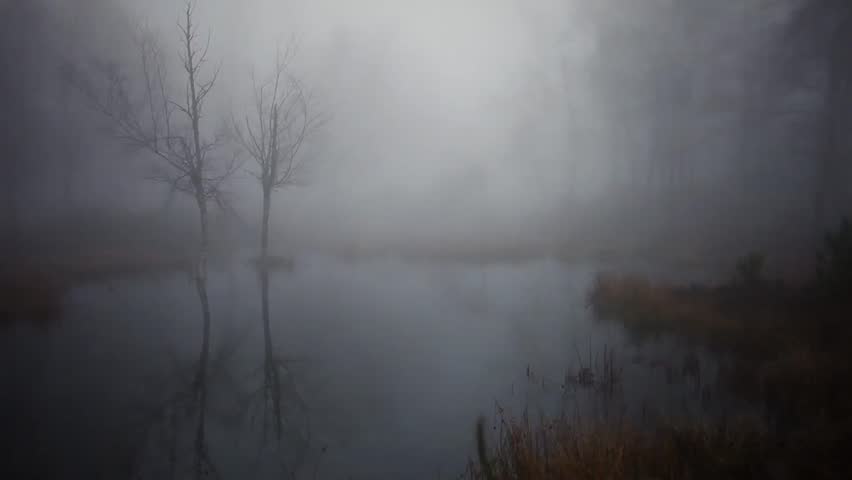 Stock video of cinemagraph loop -foggy swamp - motion | 12540248 ...