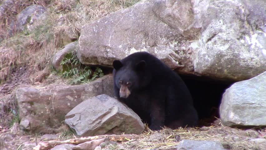 Black Bear Out of its Stock Footage Video (100% Royalty-free) 12844238 ...