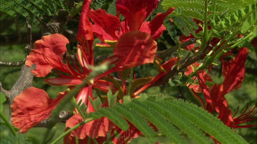 A Bush In Bloom Covered In Vibrant Tropical Flowers In Guana, British ...