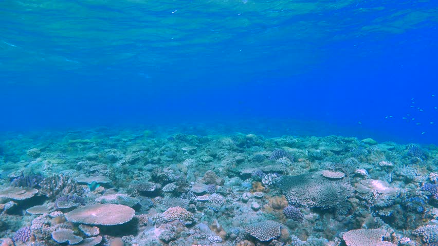 4K Footage - Underwater Scene. Coral Reef Colorful Fish Groups In ...