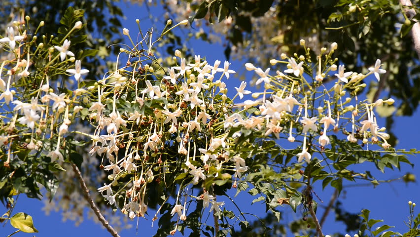 Indian Cork Tree Flowers (millingtonia Stock Footage Video (100% ...