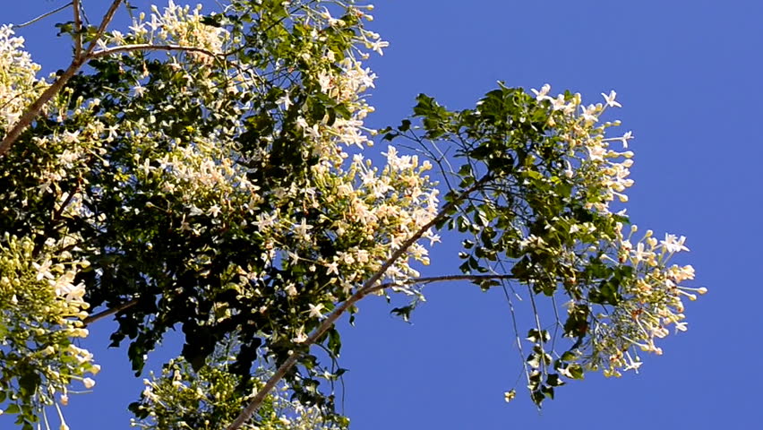 Indian Cork Tree Flowers (Millingtonia Hortensis Linn.flowers) On Blue ...
