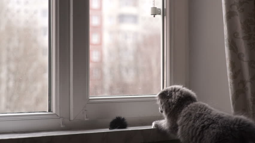 Curious House Cat Looking Outside Through Window. Stock Footage Video ...