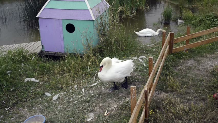 White Swan On a Farm. Stock Footage Video (100% Royalty-free) 13295708 ...
