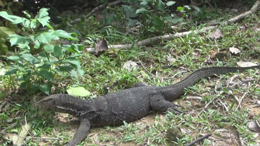 Varan On One of the Stock Footage Video (100% Royalty-free) 13351868 ...