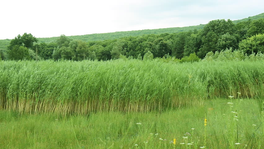 Green Reed in the Strong Stock Footage Video (100% Royalty-free ...