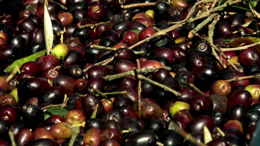 Oil Mill - Olive Oil Production - Conveyor Belt Constantly Feeding ...