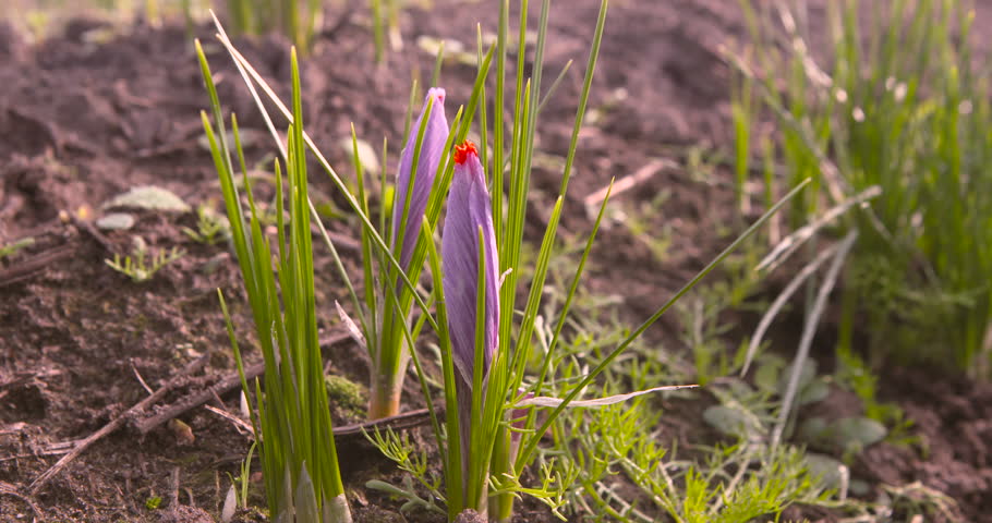 Saffron Harvest, Picking Crocus Flower Close Up Hand Stock Footage ...