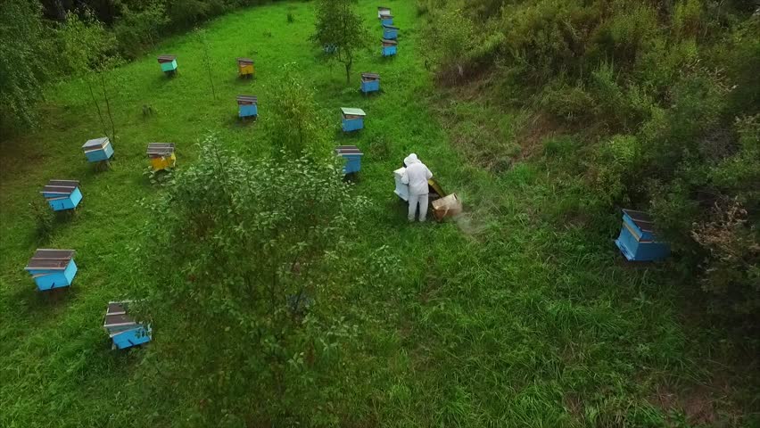 Bee Apiary Stock Footage Video (100% Royalty-free) 13725758 | Shutterstock