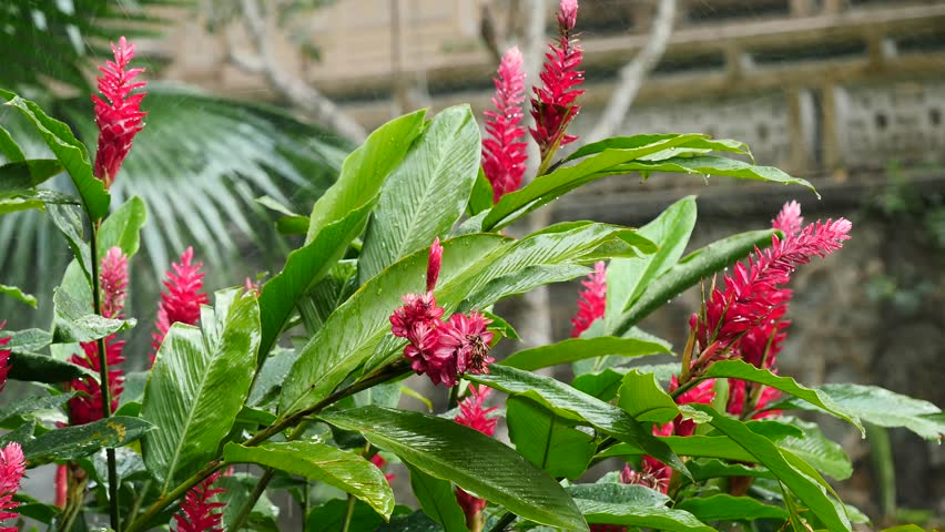 Stock Video Clip of aglaonema plants with red flowers in the | Shutterstock