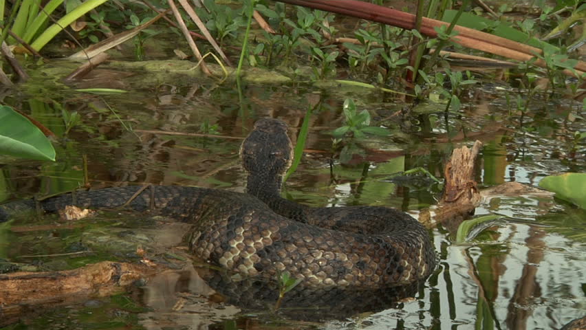 Alligator Eating Rabbit Stock Footage Video 2649308 | Shutterstock
