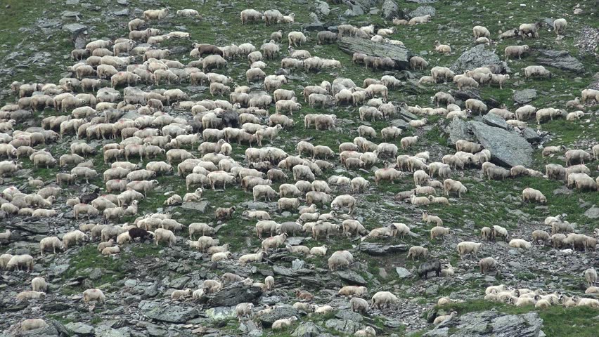 Herding Sheep In Mountains, Flock Of Lambs Grazing Hill, Pastoral ...