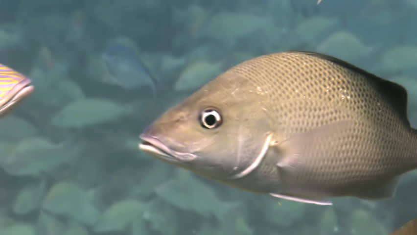 Golden Barb Or Golden Dwarf Barb In Aquarium. The Golden Barb Or Golden ...