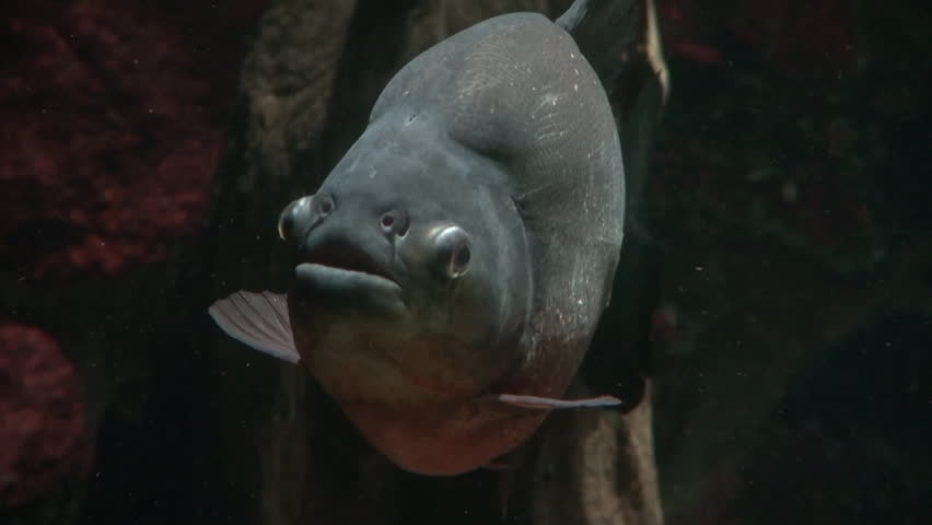 Piranha Fish. Piranha Closeupin The Aquarium. View Piranhas. Dangerous ...
