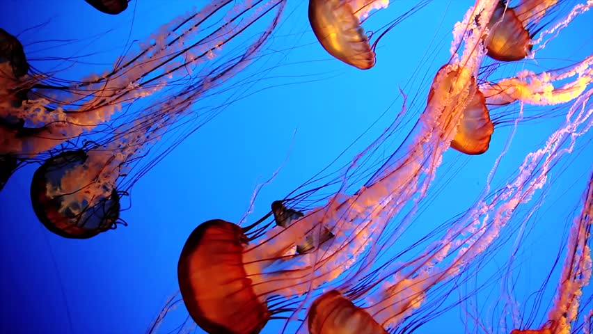 A Beautiful Group of Jellyfish Stock Footage Video (100% Royalty-free ...