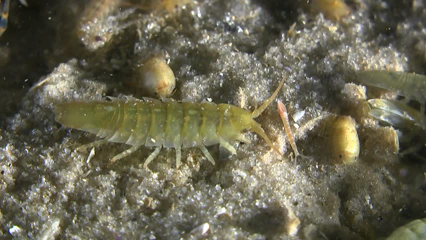 Baltic Isopod Stock Video Footage - 4K and HD Video Clips | Shutterstock