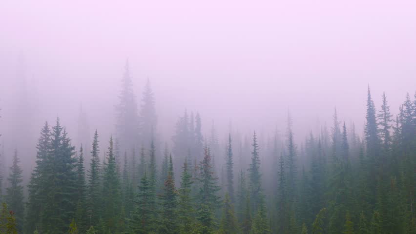Washington State Forest Fog