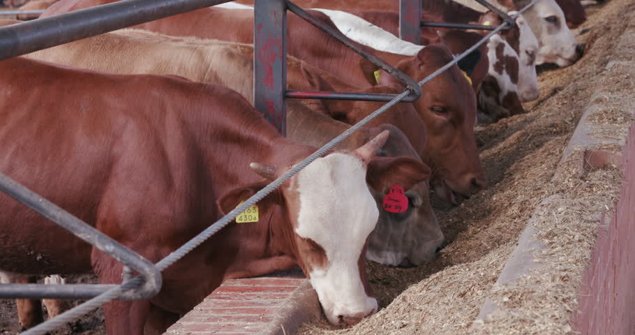 Close-up View of Cattle Feeding Stock Footage Video (100% Royalty-free ...