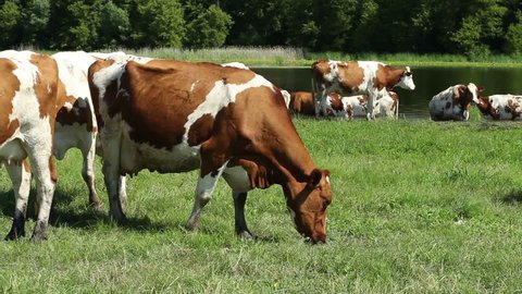Caw Milk Stock Video Footage - 4K and HD Video Clips | Shutterstock