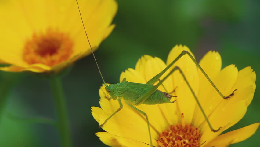 Red Bug On Calendula Flower. Stock Footage Video 1049002 | Shutterstock
