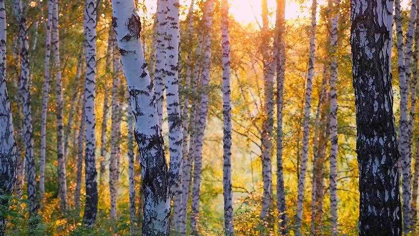 Plants and Birch Trees in Stock Footage Video (100% Royalty-free ...