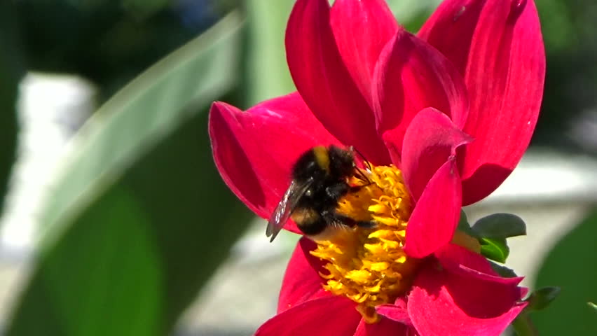 Stock Video Clip of Closeup of a bumble-bee insect eating nectar ...