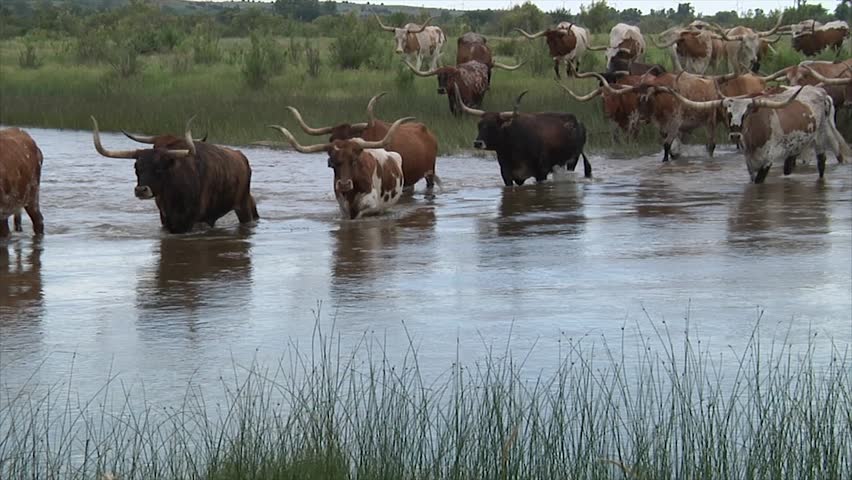 Long Horn Cattle Crossing River Stock Footage Video (100% Royalty-free ...