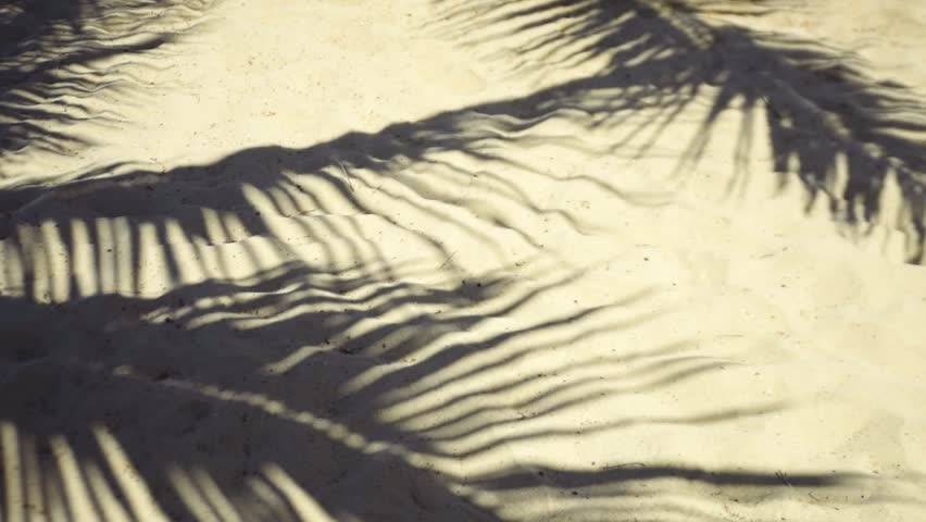 Palm Tree Shadow On Tropical Stock Footage Video (100% Royalty-free ...