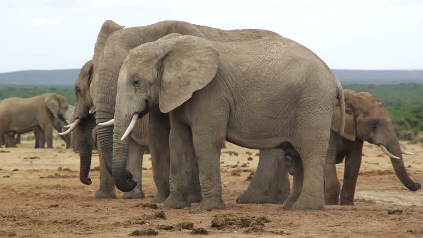 Male Elephant With Penis Showing And Wart Hog In Background, Female ...
