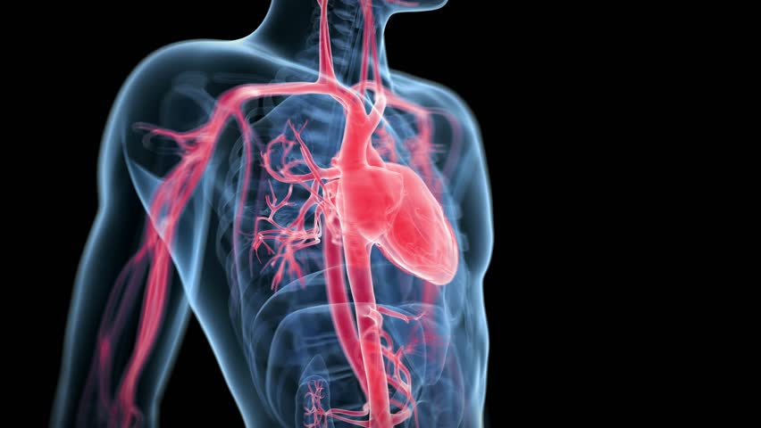 Cardiovascular Stock Footage Video Shutterstock