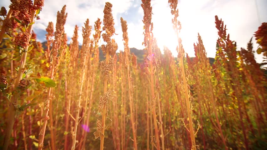 Video Footage Of A Quinoa Field In Peru, South America. Quinoa Grows In ...