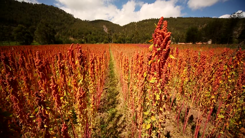 Red Quinoa Plants On A Field In Peru In The Andes. Near Cusco Stock ...