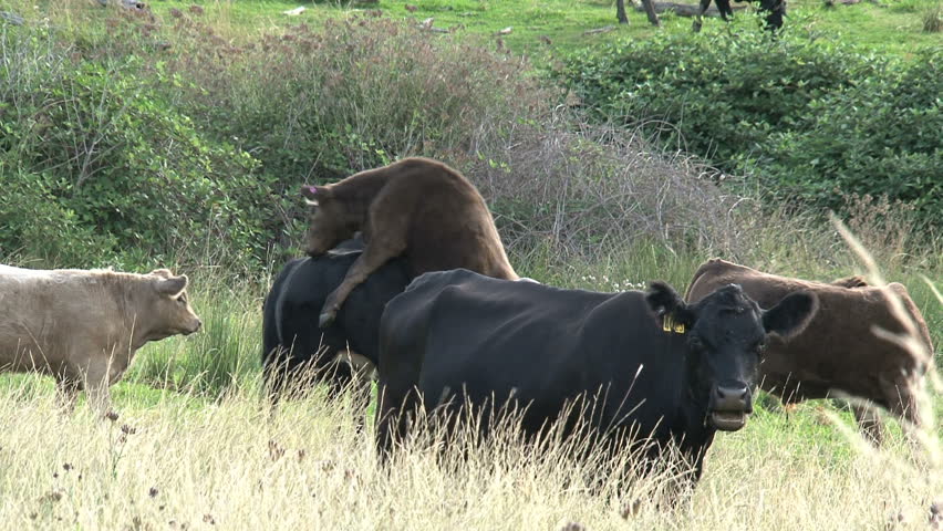 Group of Cows in Australian Stock Footage Video (100% Royalty-free ...