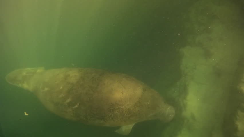 Injured Manatee With Visible Deep Propeller Cut Marks On Its Back Stock ...