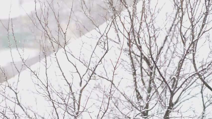 Small Snowflakes Falling, The Snow Is Blowing, Thin Twigs In The ...