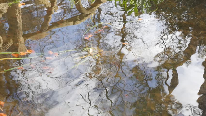 Fresh Pond Water Reflection of Stock Footage Video (100% Royalty-free ...
