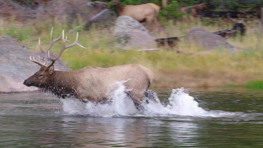 Large Bull Elk Running Through Stock Footage Video (100% Royalty-free ...